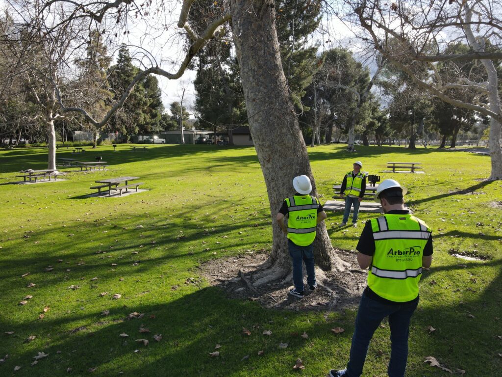 Tree Inventory – ArborPro